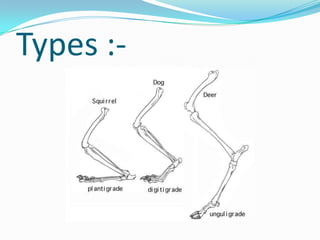 Animal locomotion Type | PPT