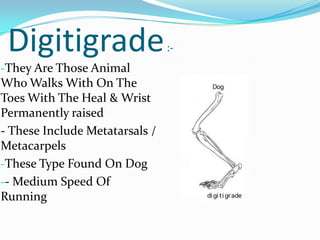 Animal locomotion Type | PPT