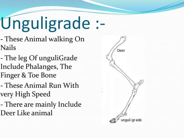 Animal locomotion Type | PPT