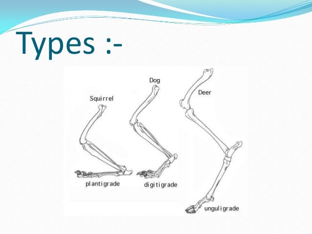 Animal locomotion Type