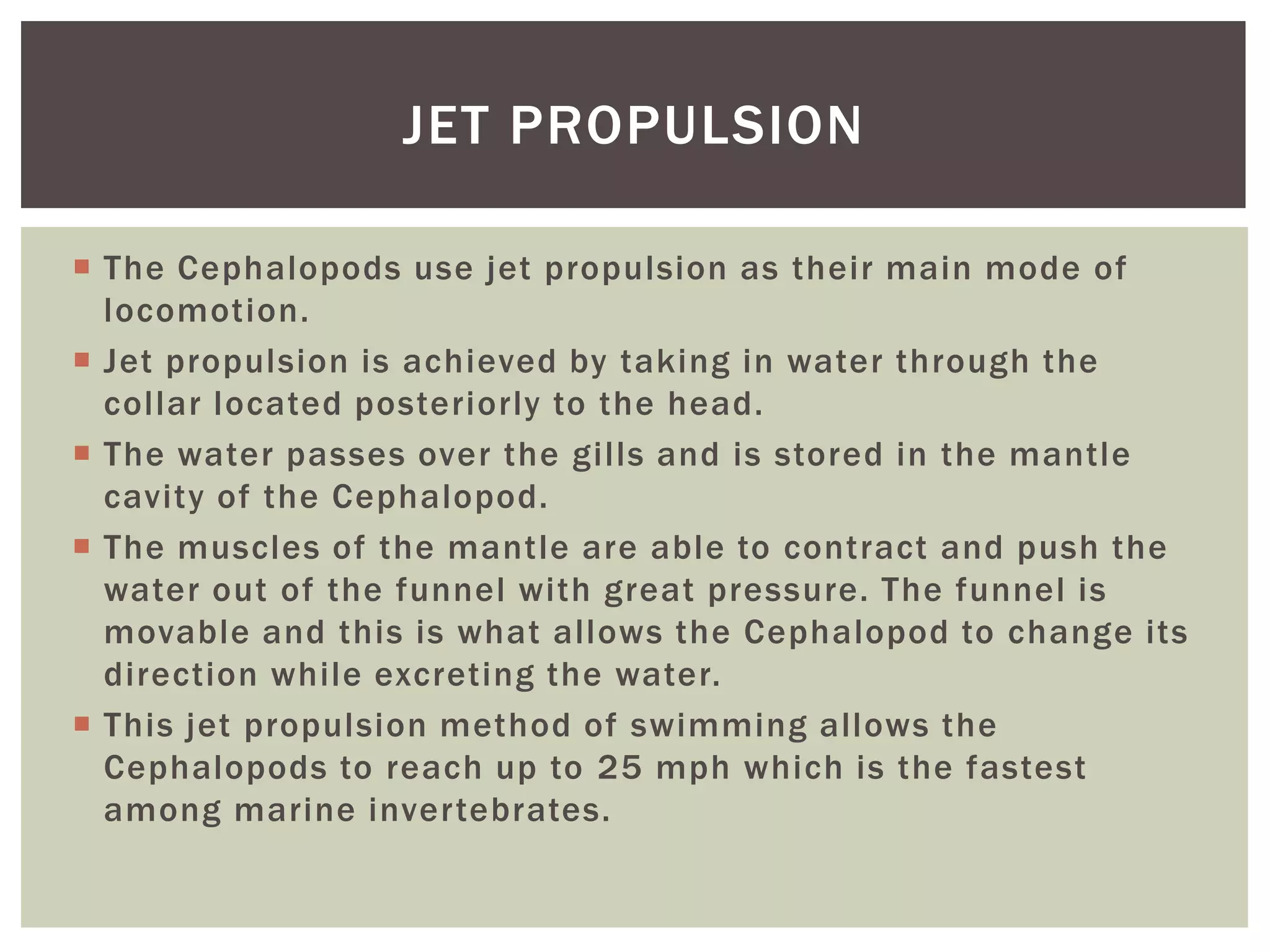 Animal Locomotion Presentation | PPTX