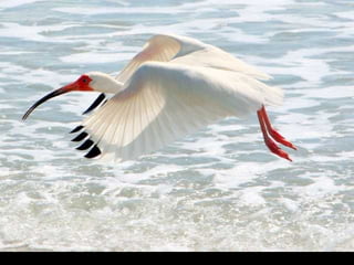 Animallove Misti | PPT