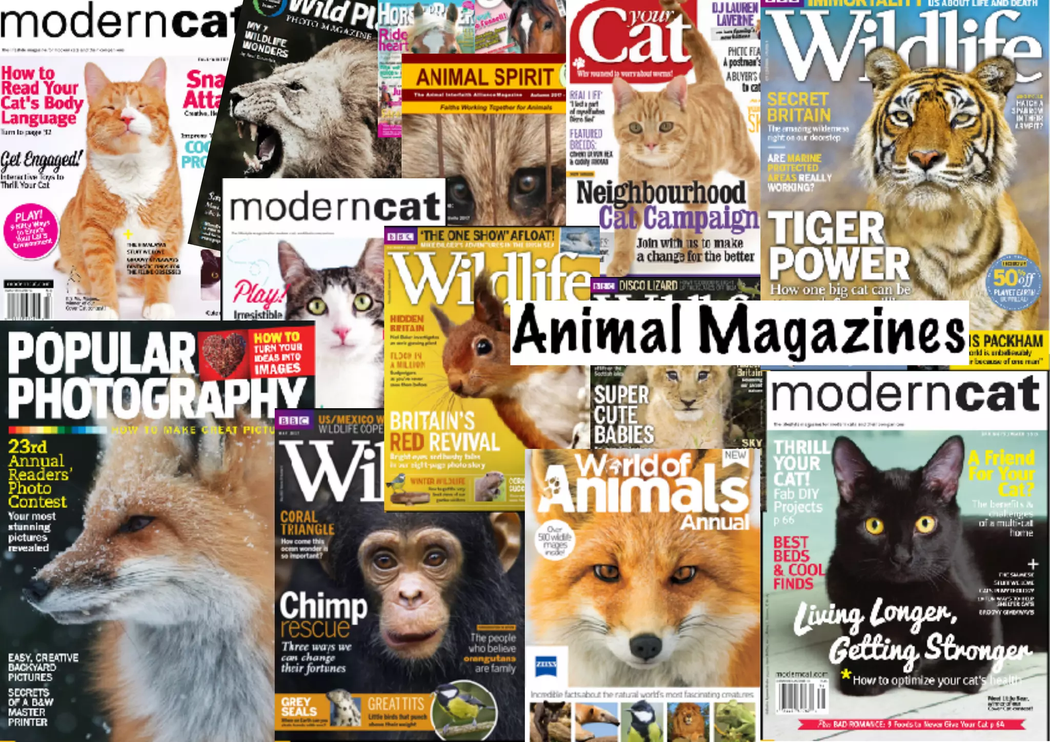 Animal Magazine Mood Board | PDF