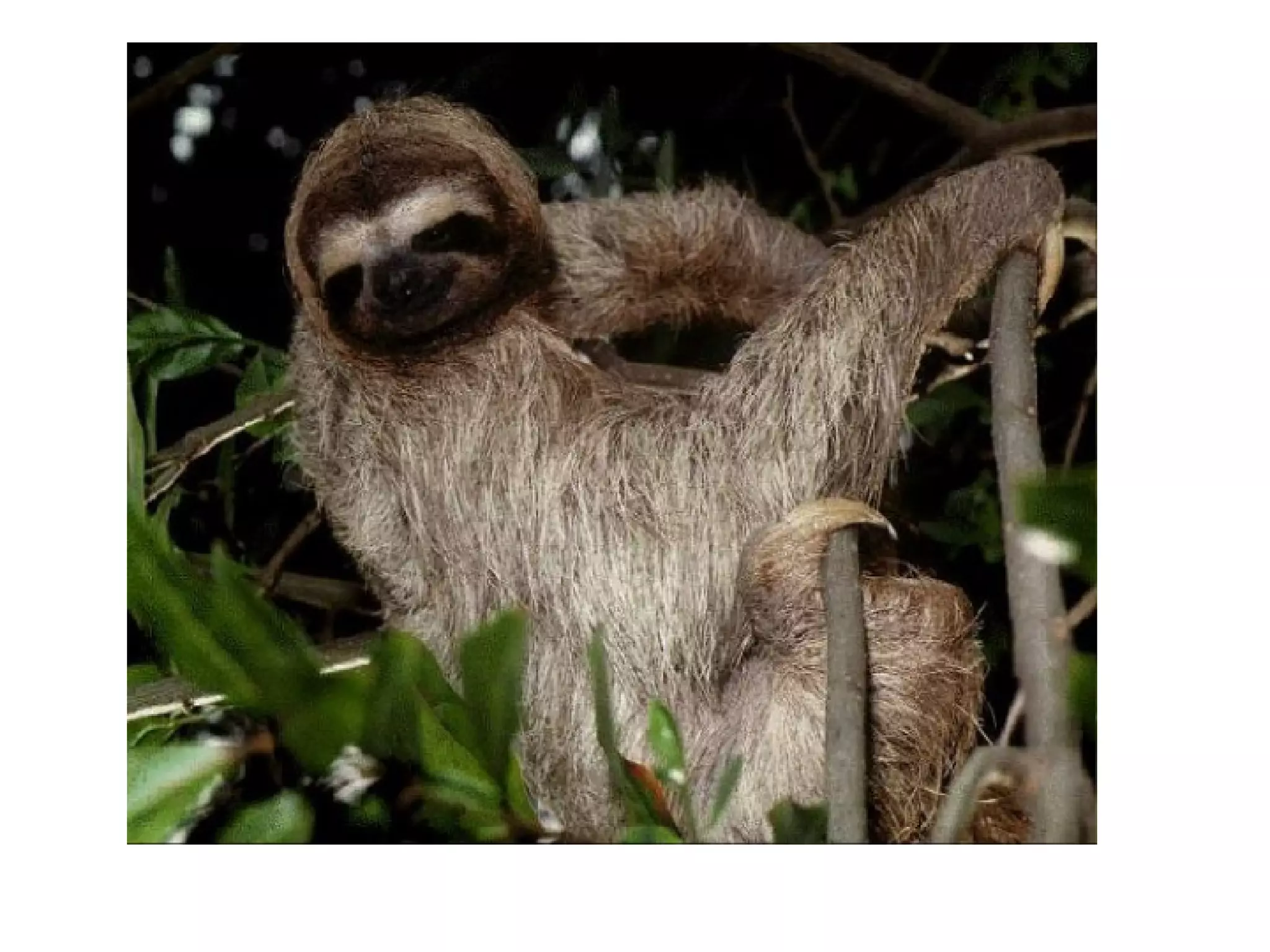 Animalmatching | PDF