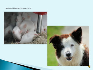 Animal Medical Research Presentation | PPT