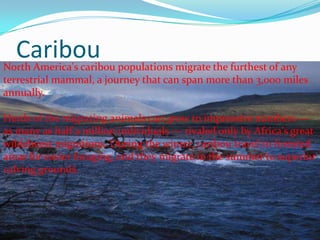 Animal migration presentation | PPTX