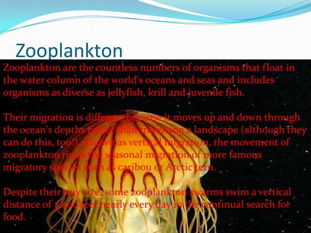 Animal migration presentation | PPTX | Birdwatching | Hobbies & Interests