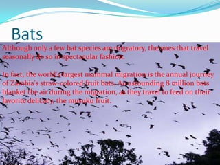 Animal migration presentation | PPTX