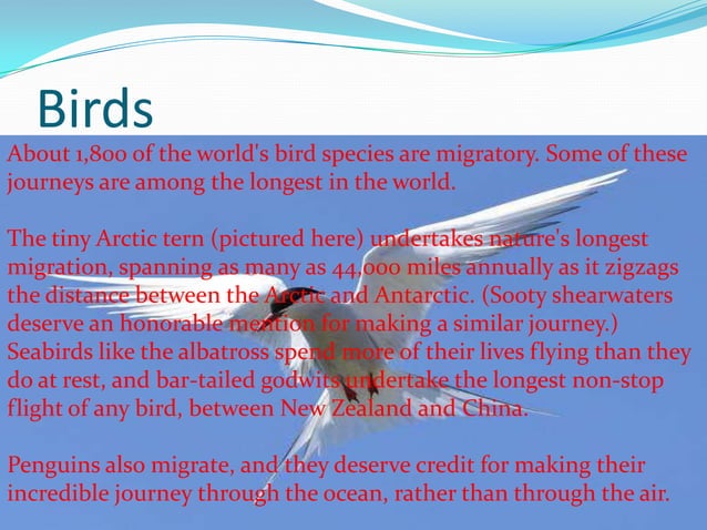 Animal migration presentation | PPTX | Birdwatching | Hobbies & Interests