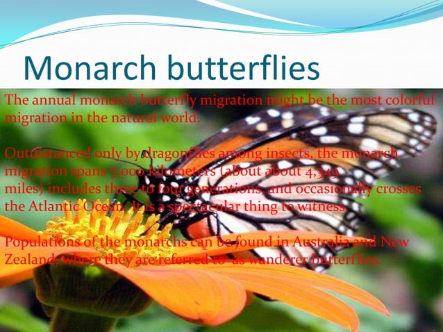 Animal migration presentation | PPTX | Birdwatching | Hobbies & Interests