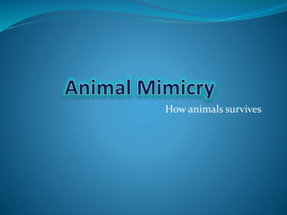 Animal mimicry | PPTX