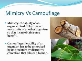 Animal mimicry | PPTX