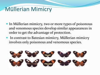 Animal mimicry | PPTX
