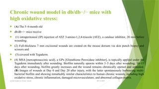Animal model – chronic wounds by Dr Vishal.pptx