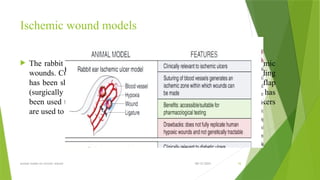 Animal model – chronic wounds by Dr Vishal.pptx