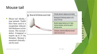 Animal model – chronic wounds by Dr Vishal.pptx