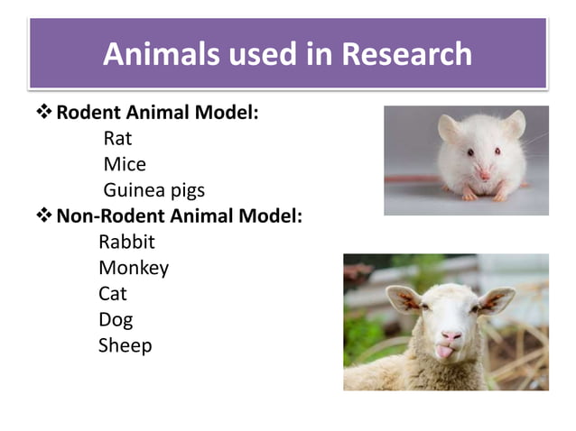 Animal model of research by zareen | PPTX