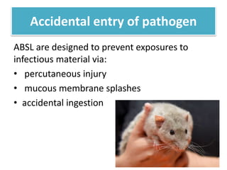 Animal model of research by zareen | PPTX