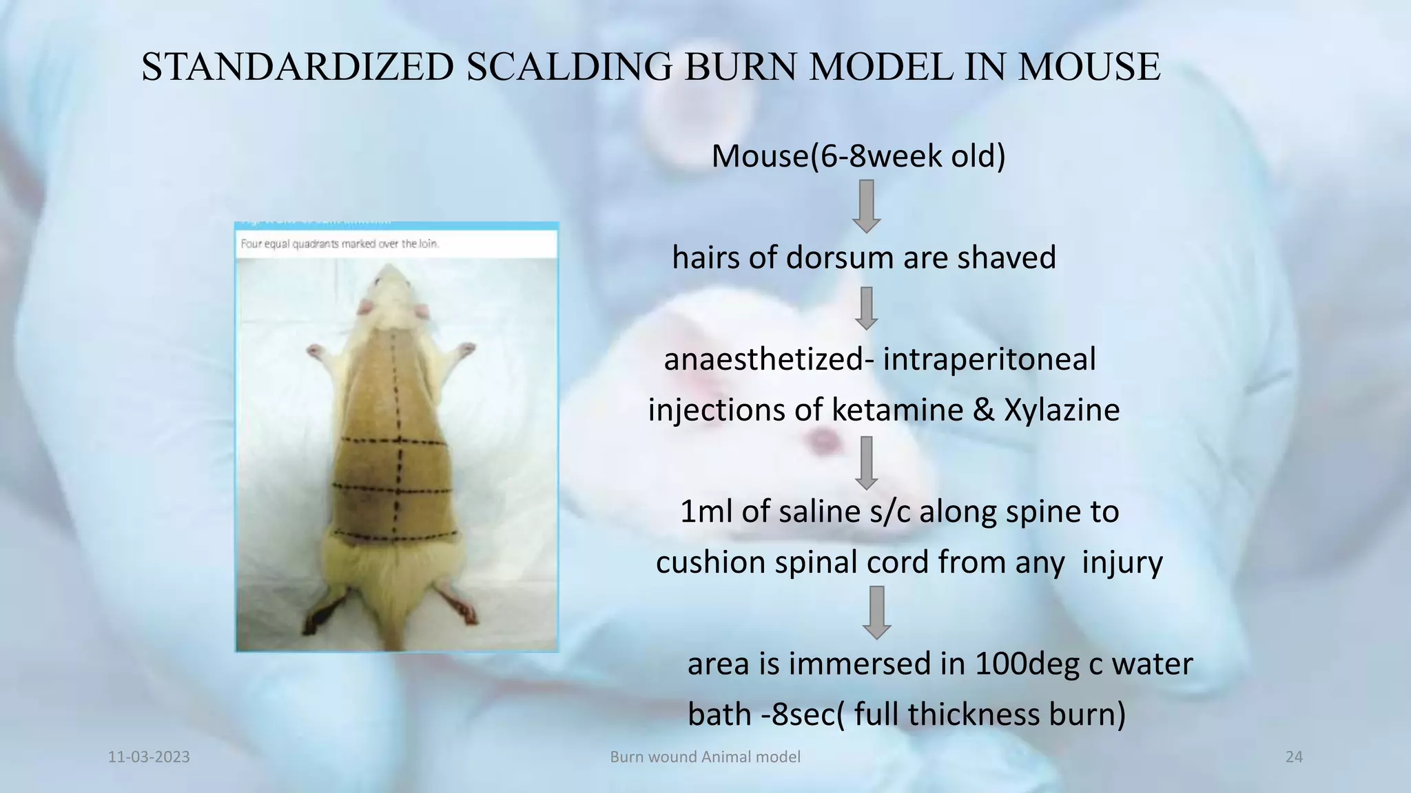 ANIMAL MODEL ON BURN WOUND.pptx