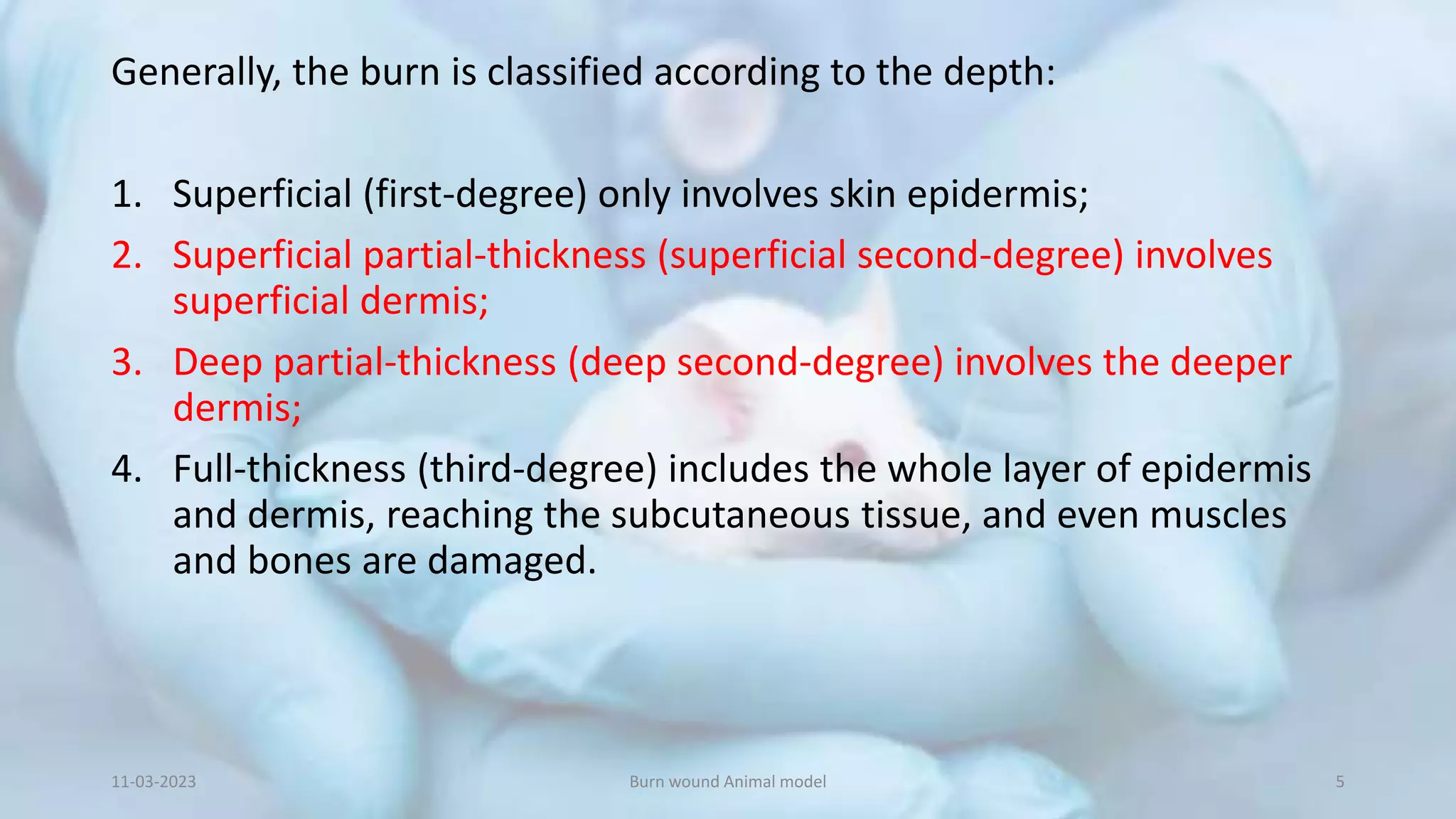 ANIMAL MODEL ON BURN WOUND.pptx