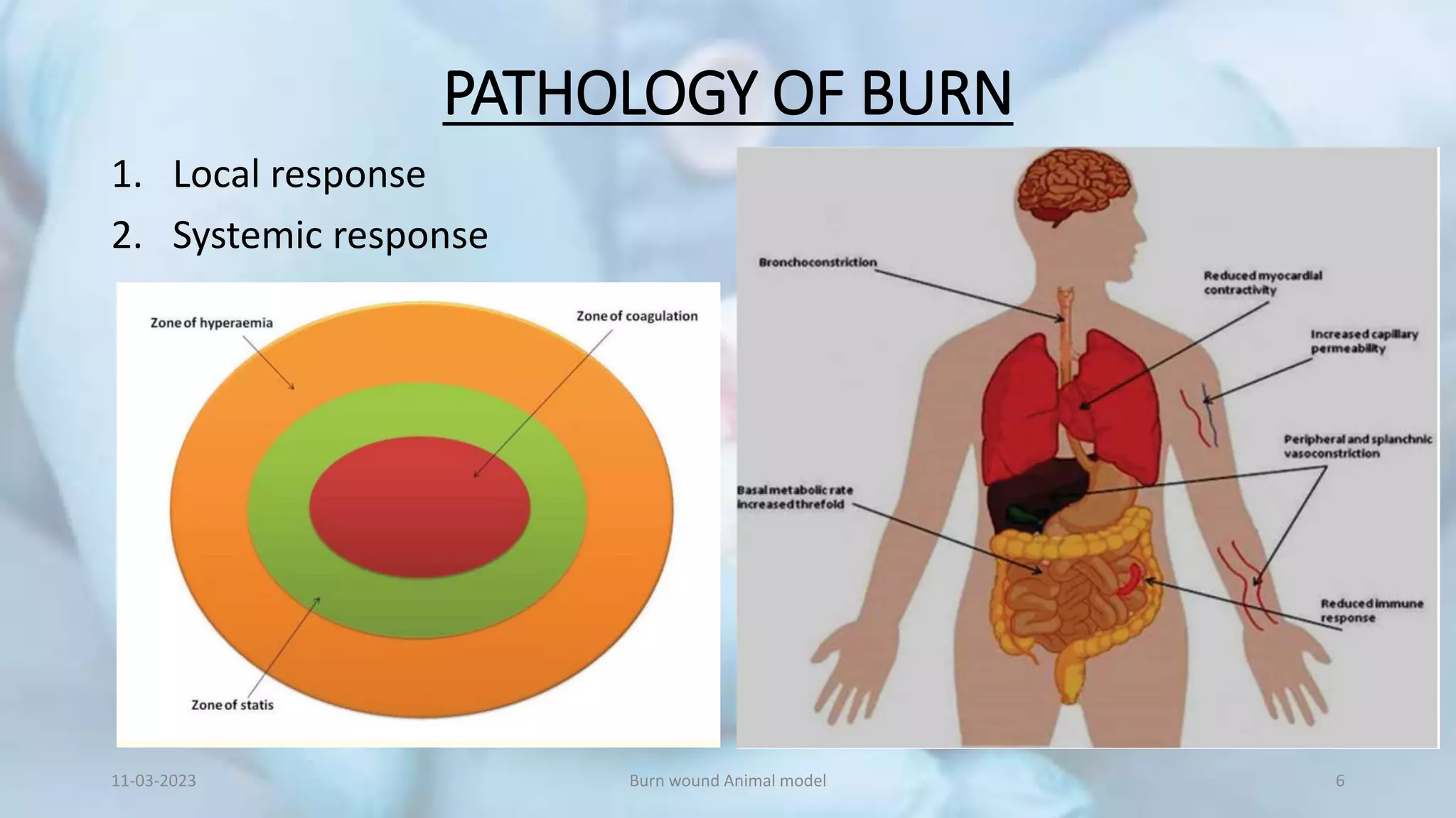 ANIMAL MODEL ON BURN WOUND.pptx