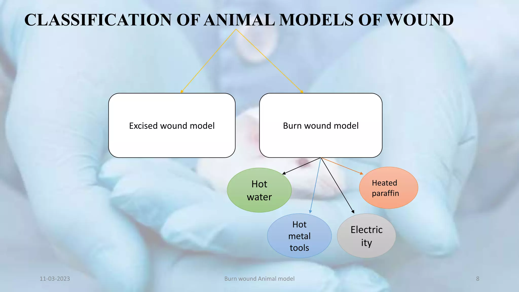 ANIMAL MODEL ON BURN WOUND.pptx