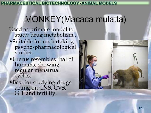 Animal models | PPTX | Biological Sciences | Science