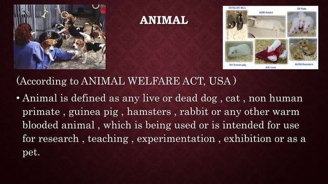Animal models in toxicological studies | PPTX