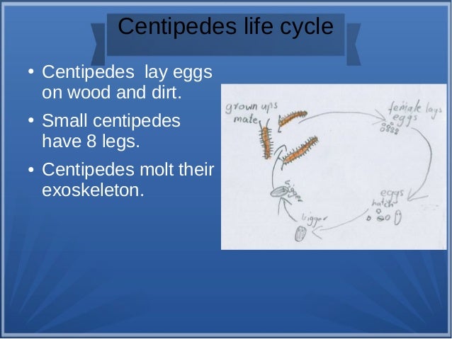Elvira Maliya Animal