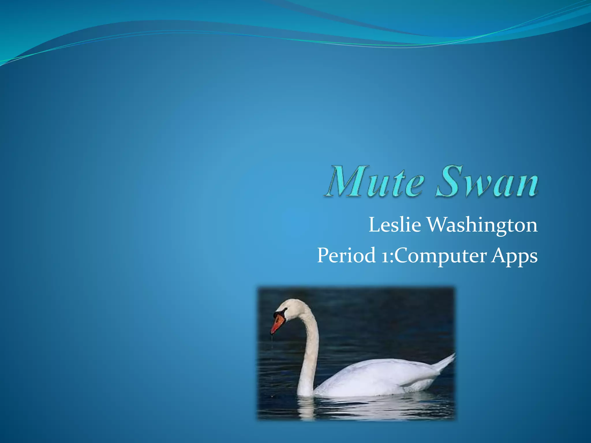 Animal (mute swan) | PPT