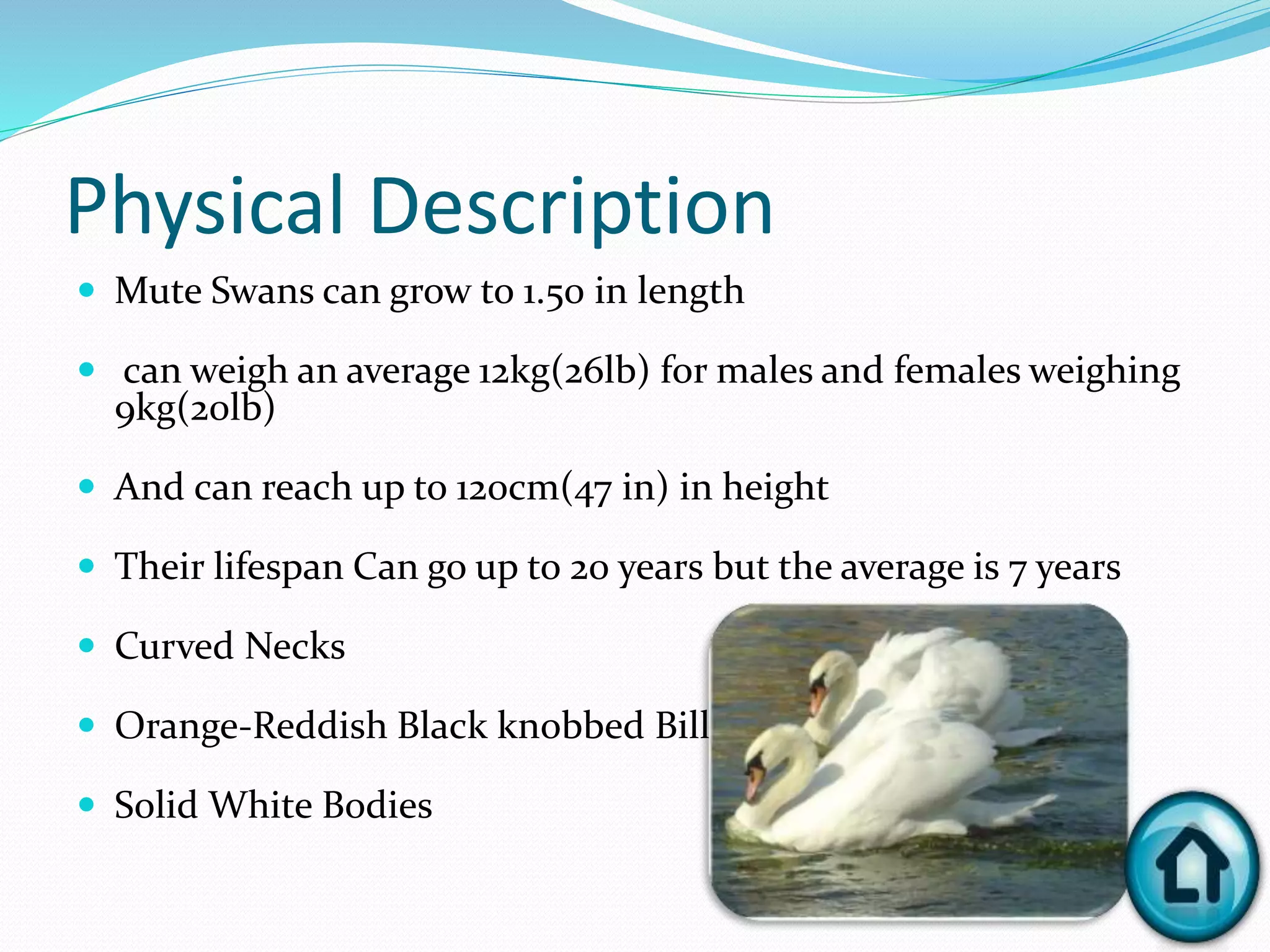 Animal (mute swan) | PPT