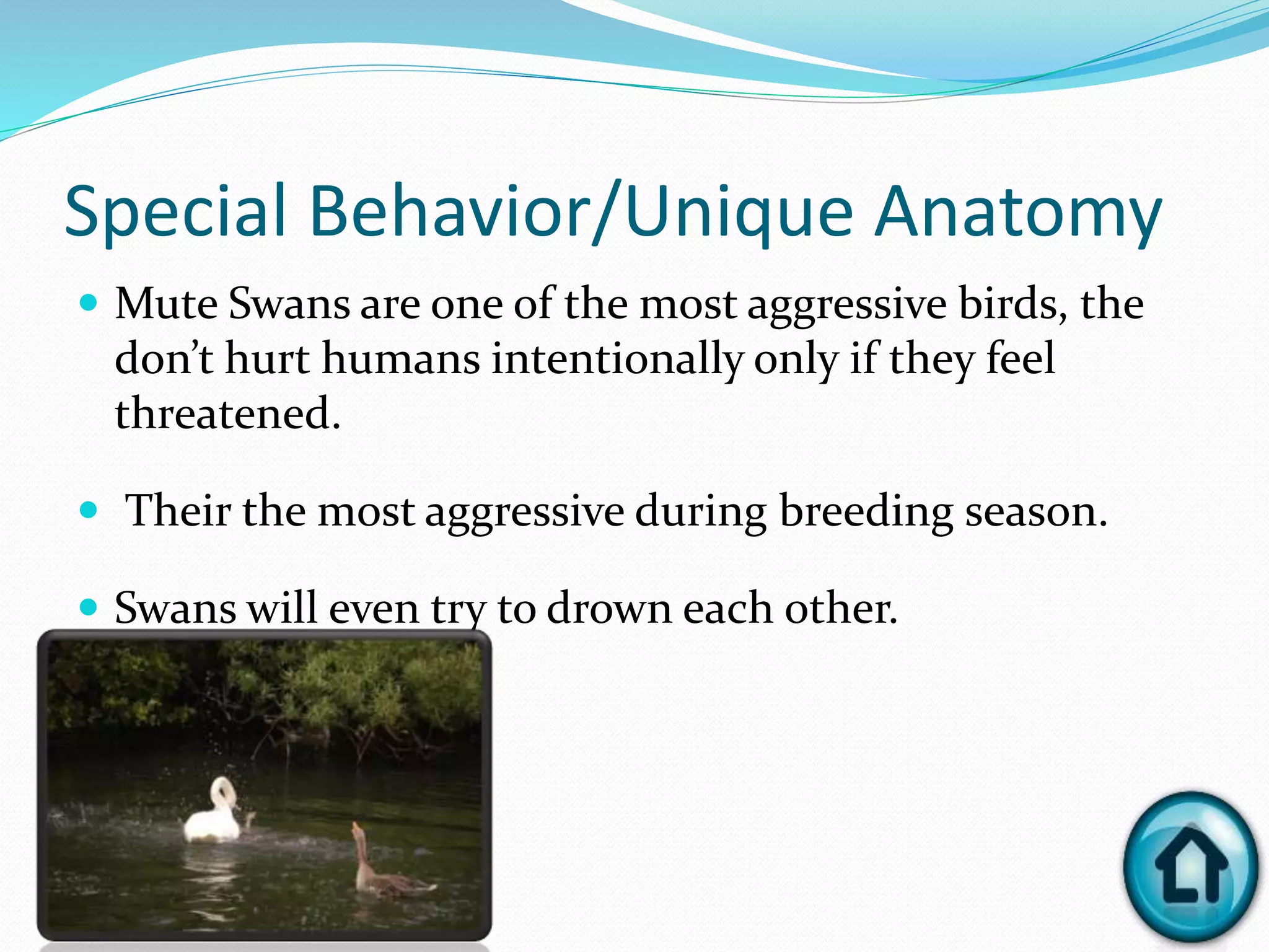 Animal (mute swan) | PPTX