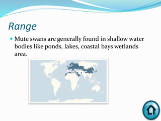Animal (mute swan) | PPT