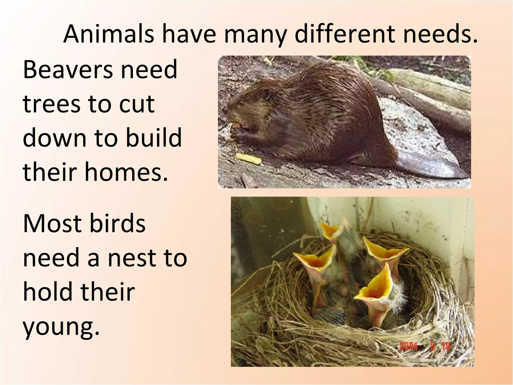 Animal needs. (teach) pptx | PPT