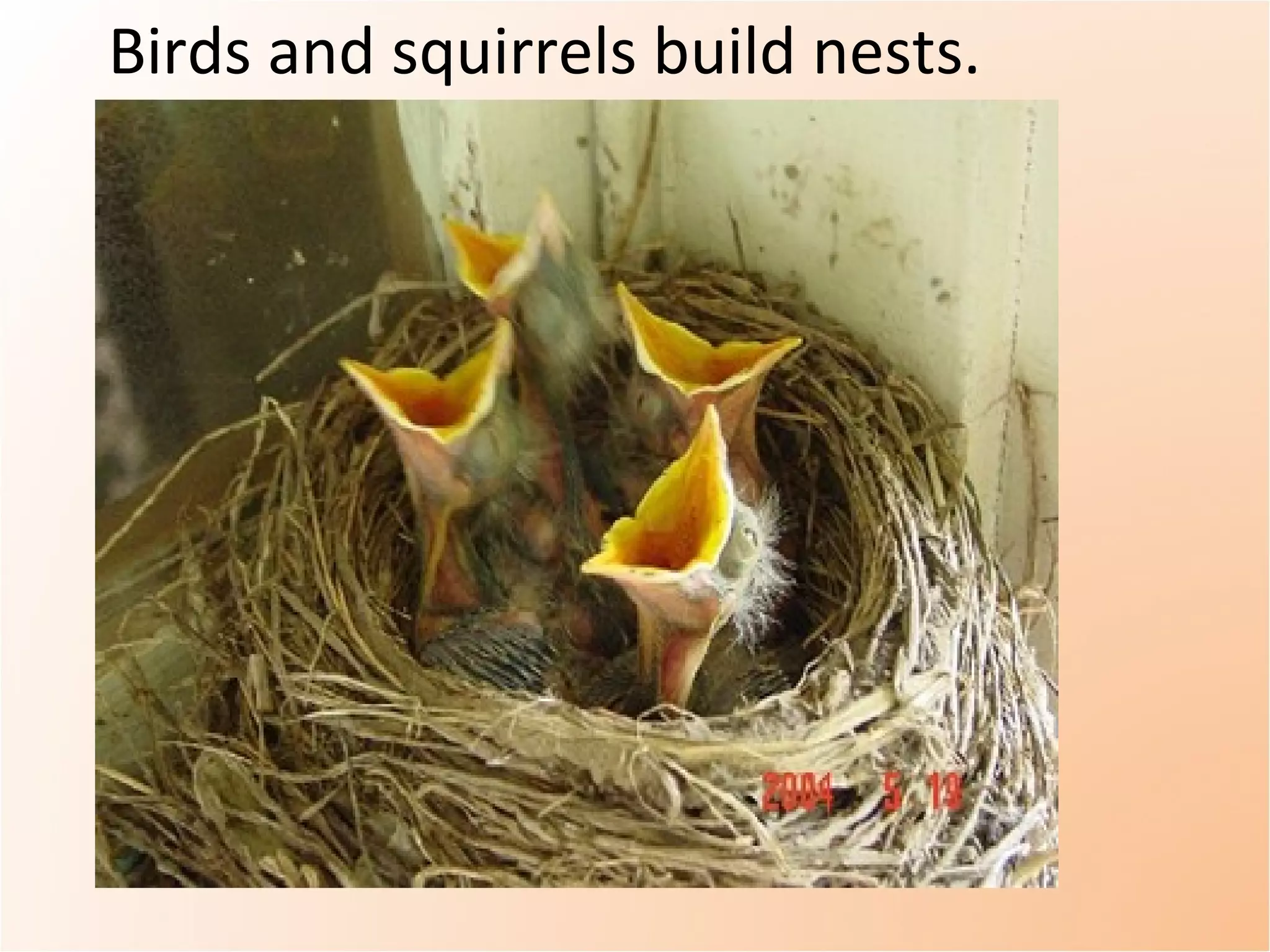 Animal needs. (teach) pptx | PPT