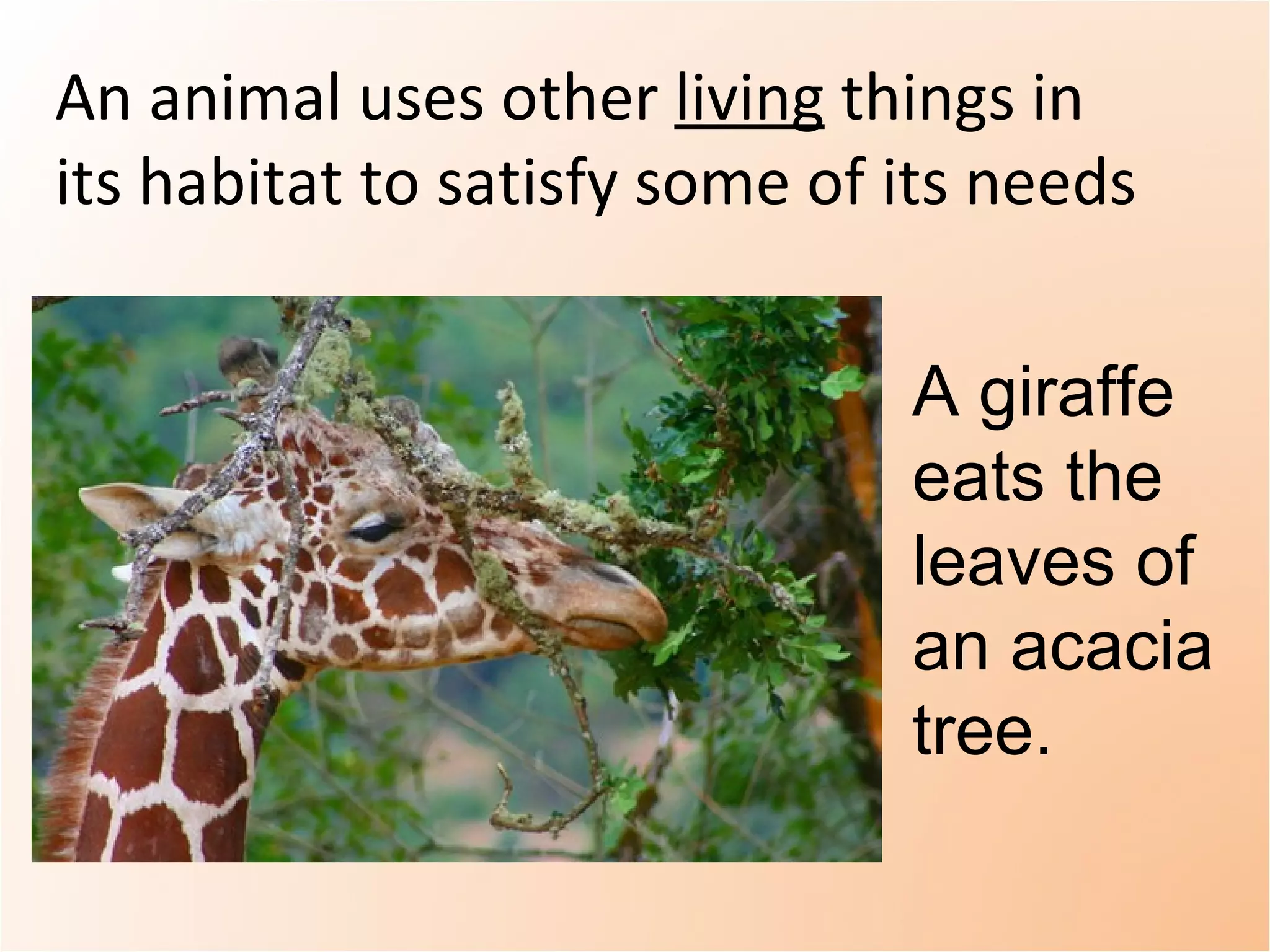 Animal needs. (teach) pptx | PPT