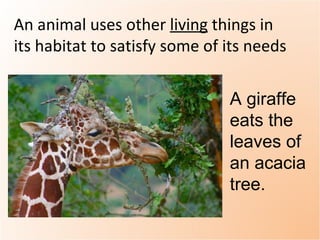 Teaching Basic Needs Of Animals