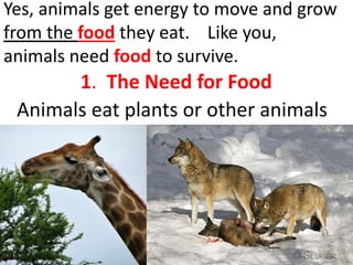 Teaching Basic Needs Of Animals