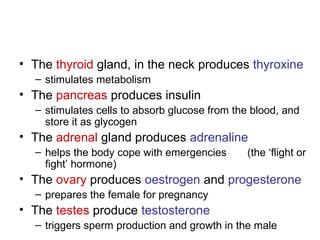 Animal nervous and endocrine system | PPT