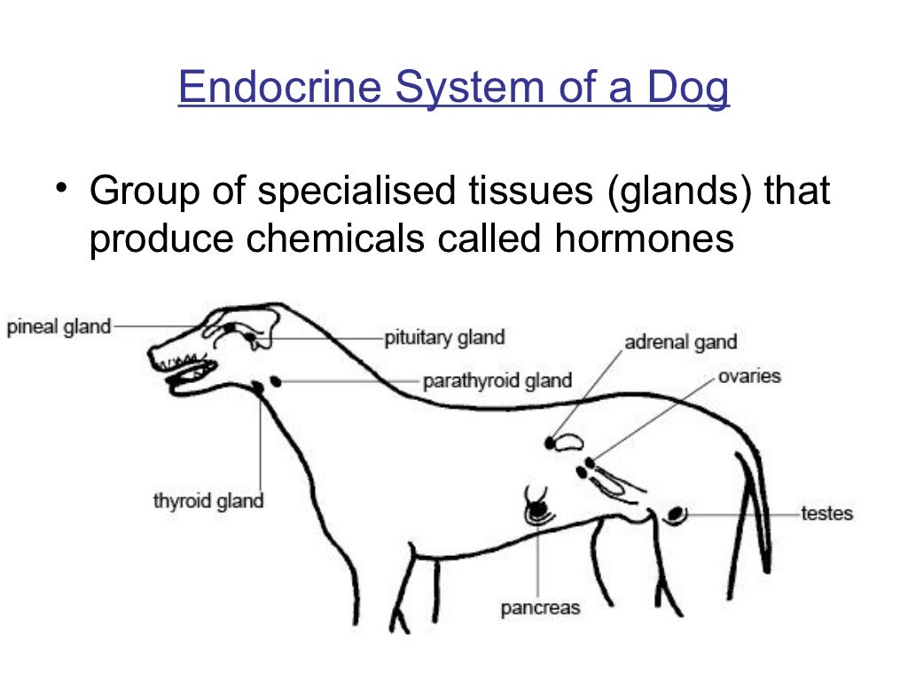 Animal nervous and endocrine system