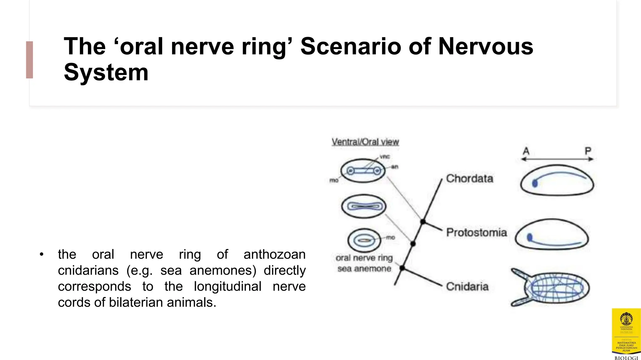 Animal Nervous System Animals To Education.pptx