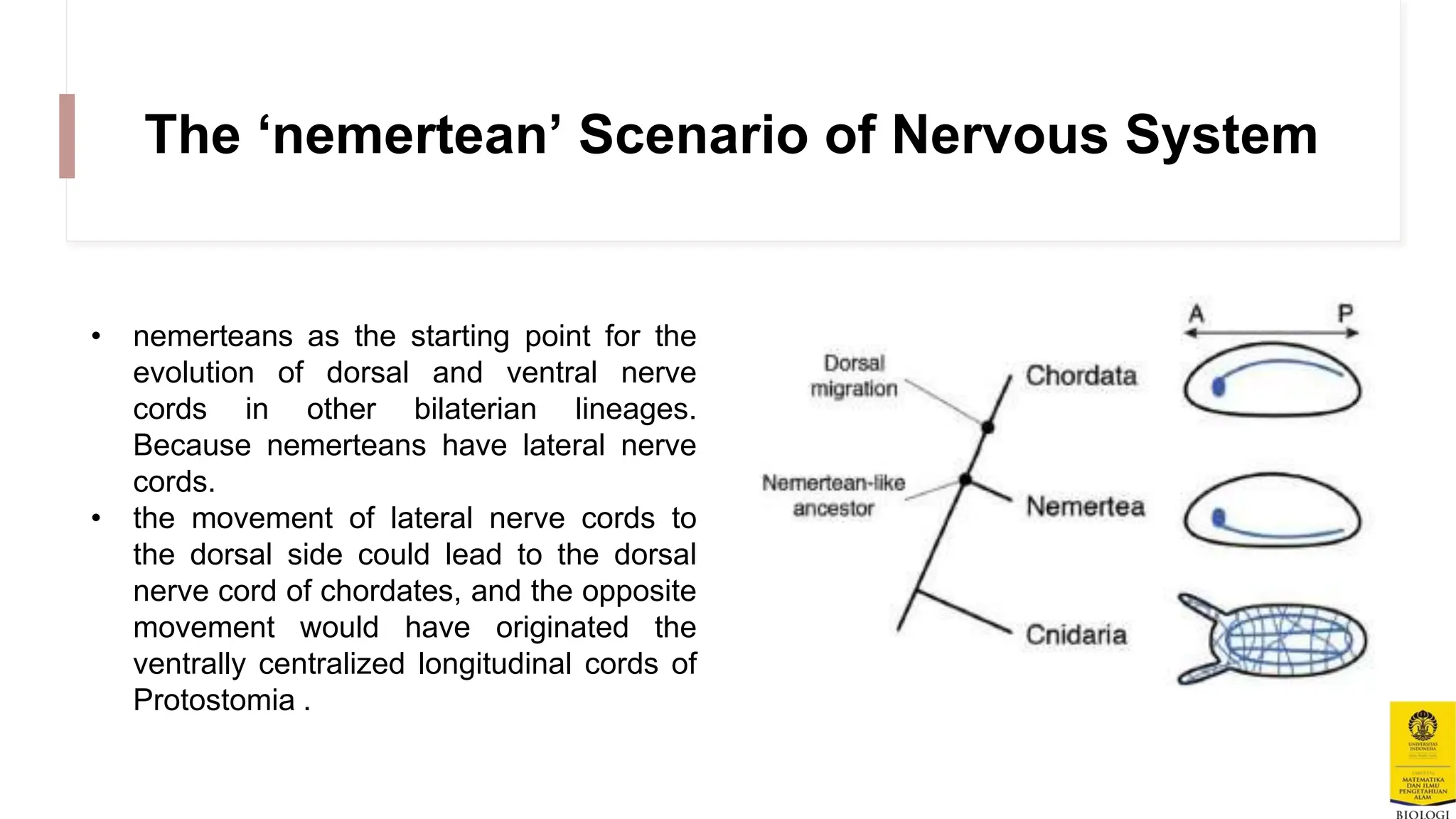 Animal Nervous System Animals To Education.pptx