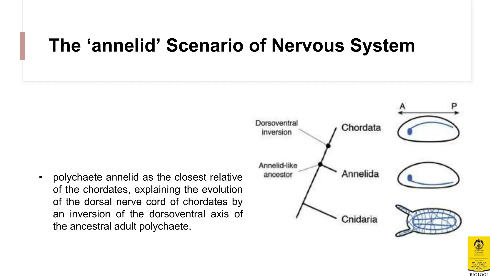 Animal Nervous System Animals To Education.pptx