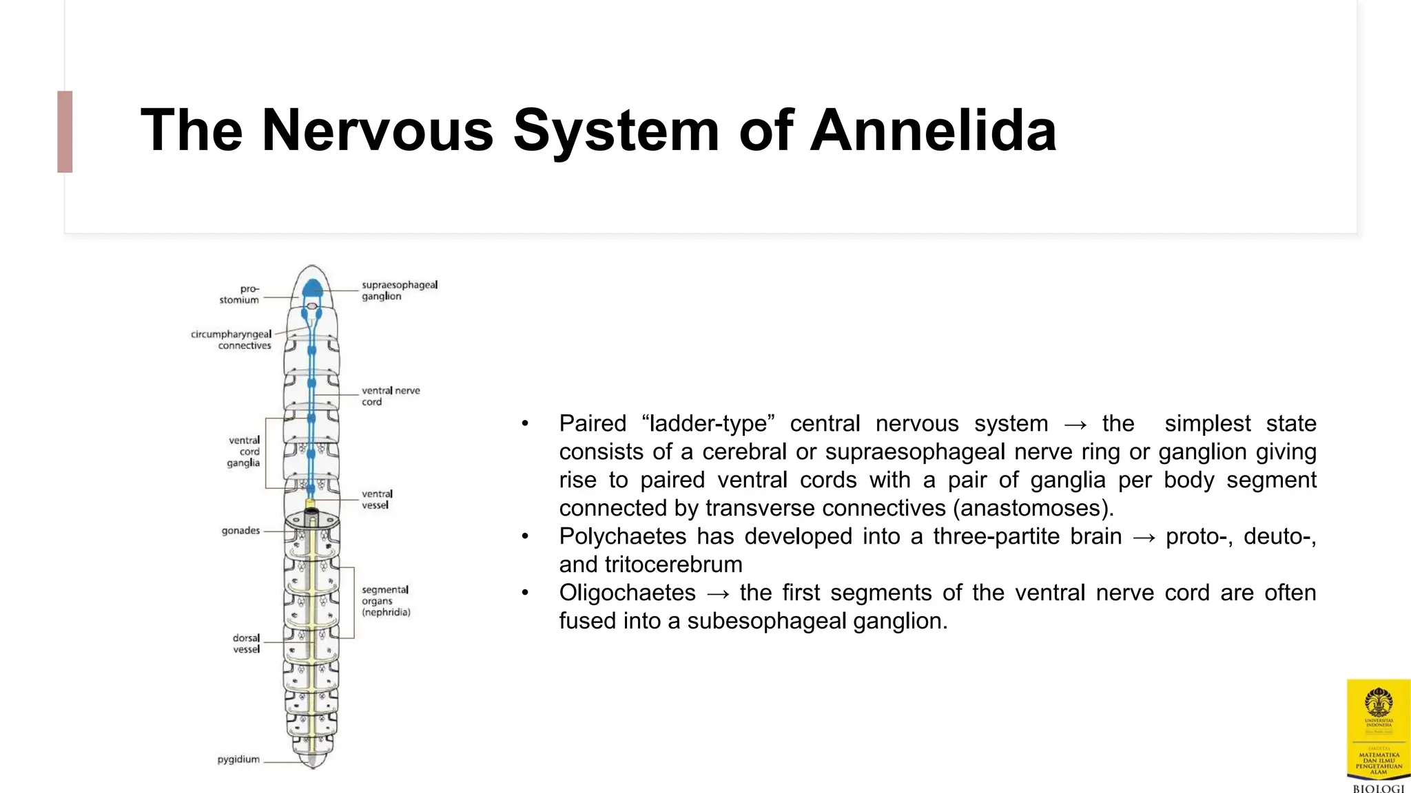 Animal Nervous System Animals To Education.pptx