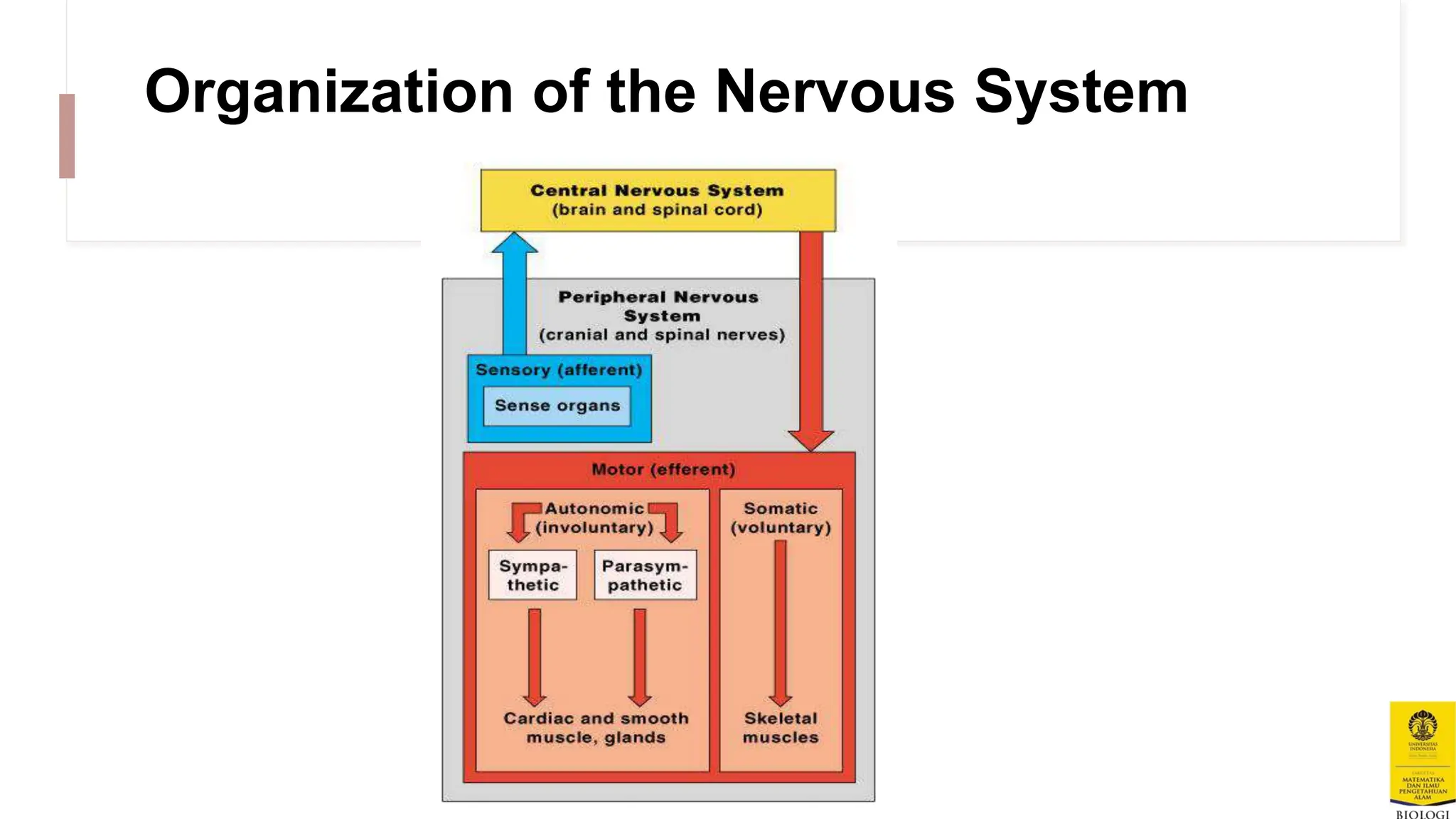 Animal Nervous System Animals To Education.pptx