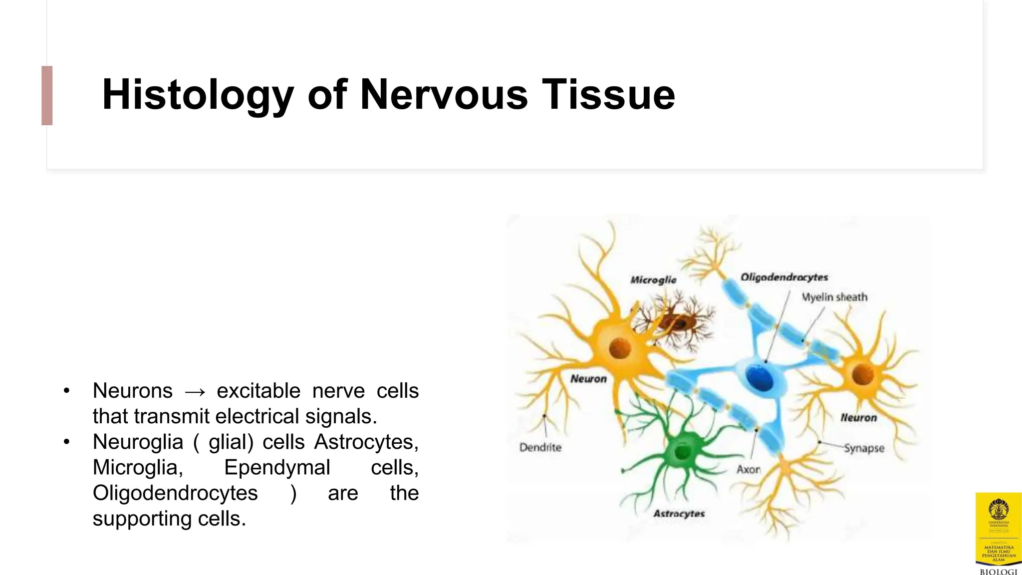 Animal Nervous System Animals To Education.pptx