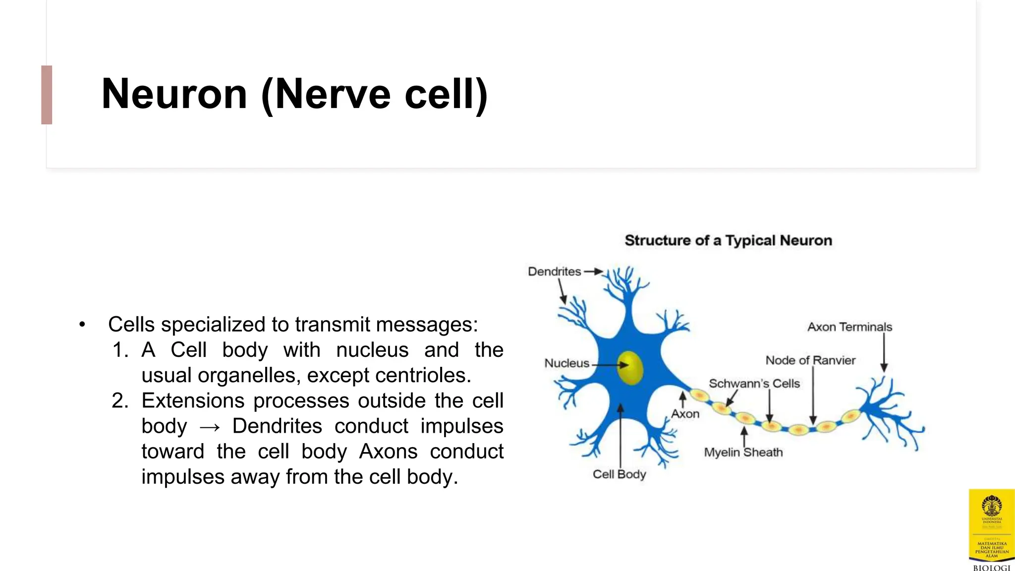 Animal Nervous System Animals To Education.pptx