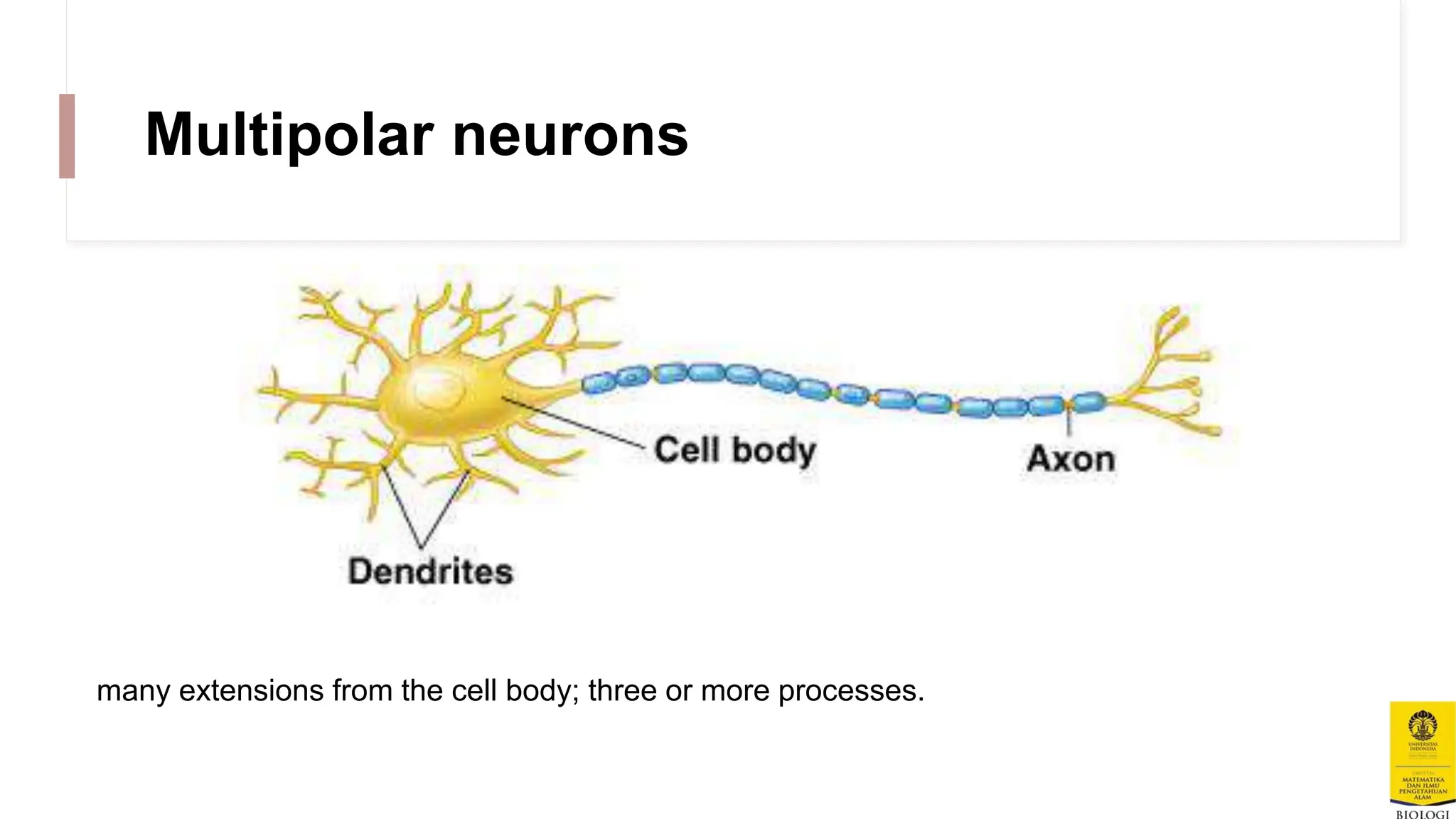 Animal Nervous System Animals To Education.pptx
