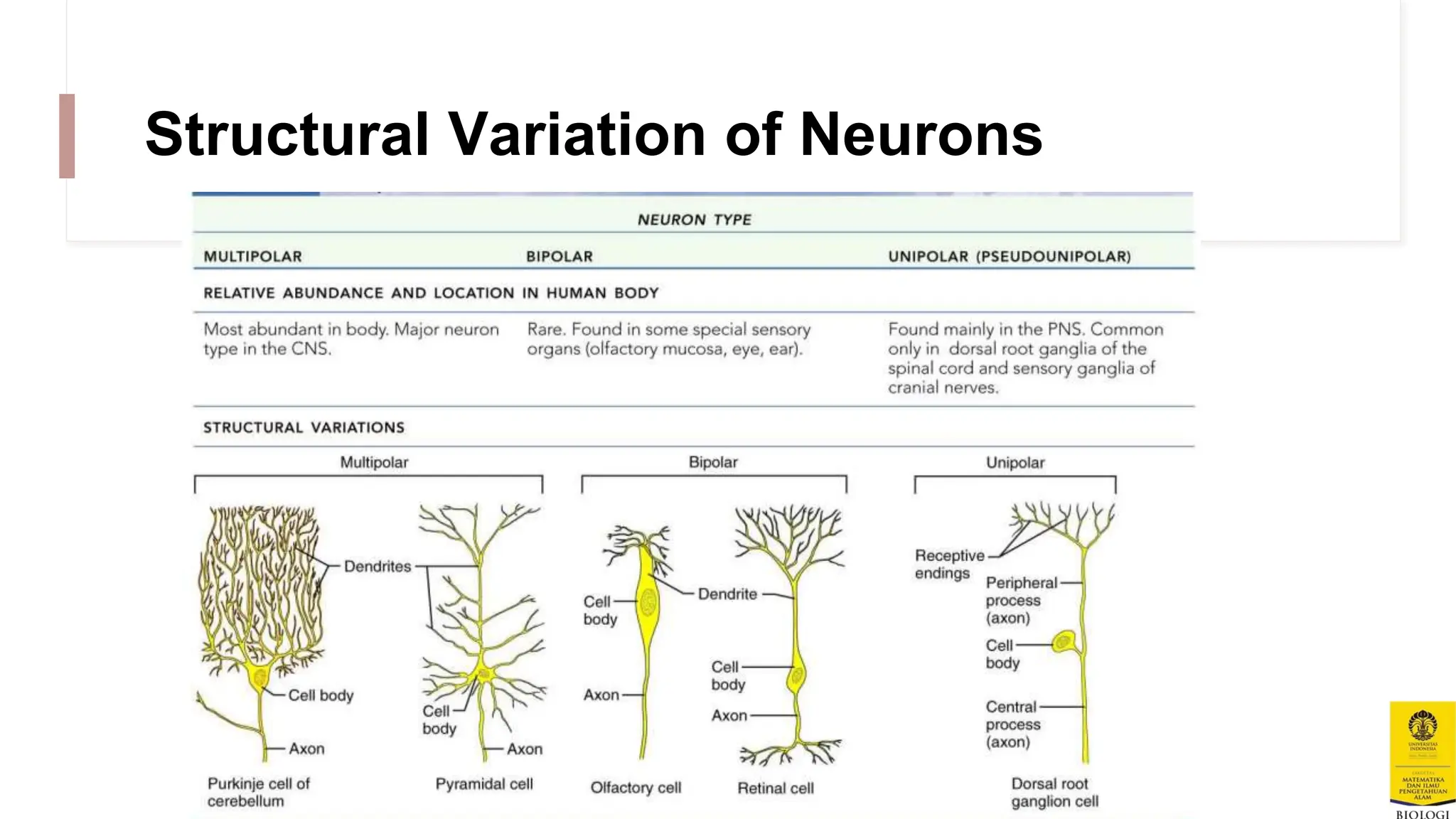 Animal Nervous System Animals To Education.pptx