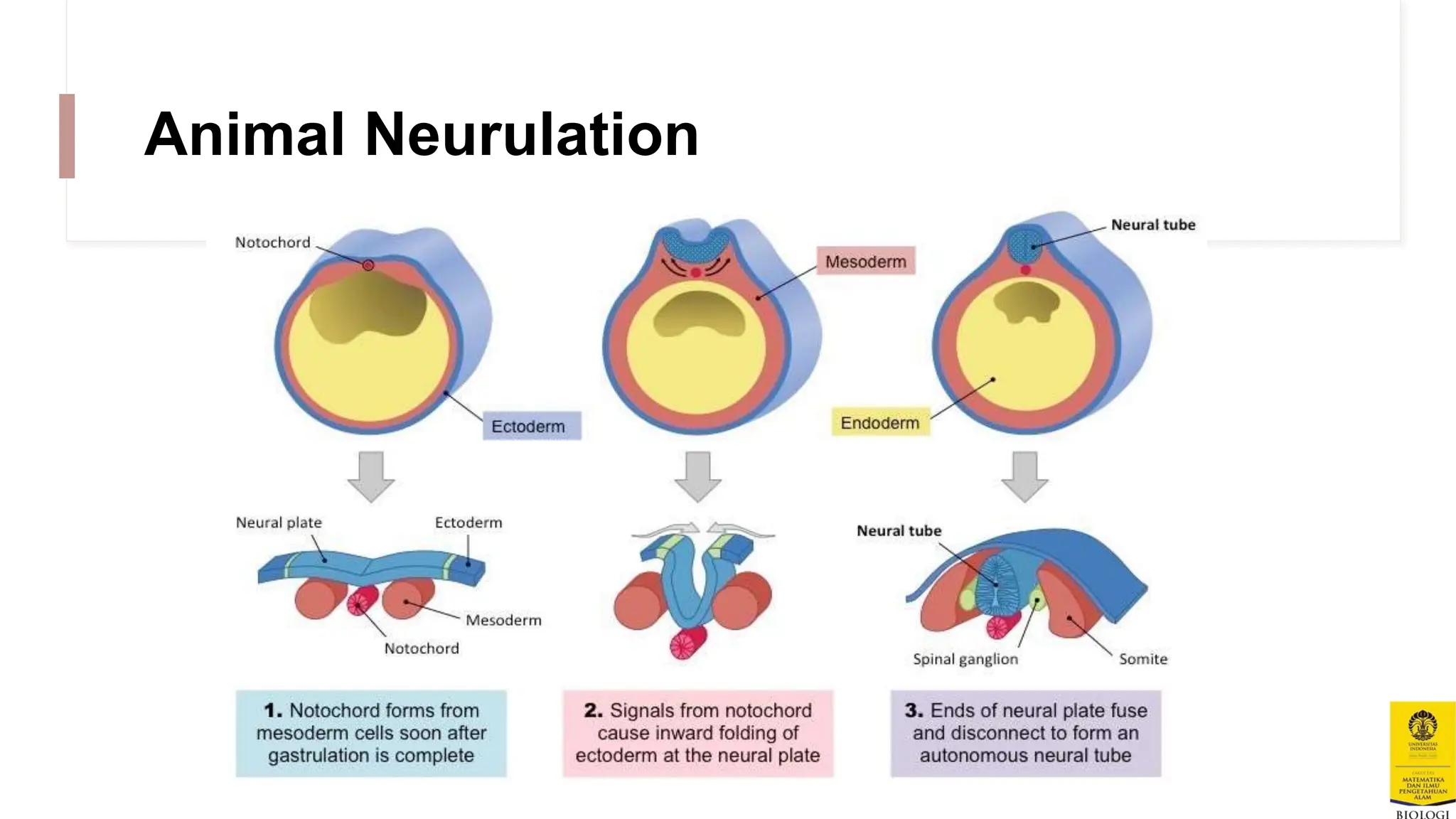 Animal Nervous System Animals To Education.pptx
